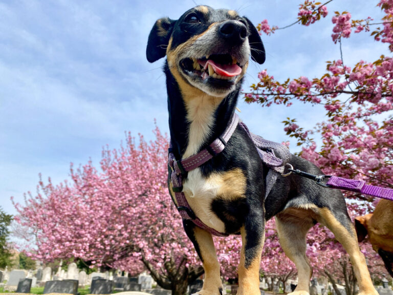 Events from April 19 – May 3 – Congressional Cemetery